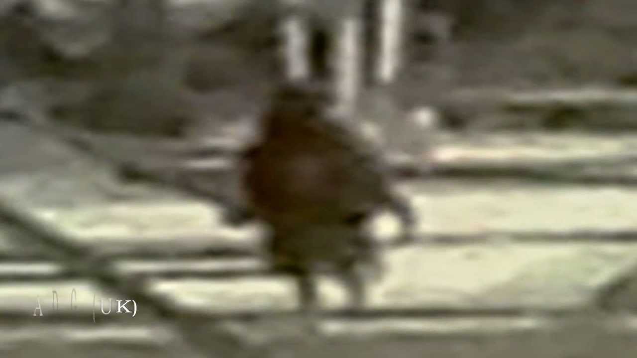 Mystery Creature Caught At Texas Gas Plant? 2013 HD - YouTube