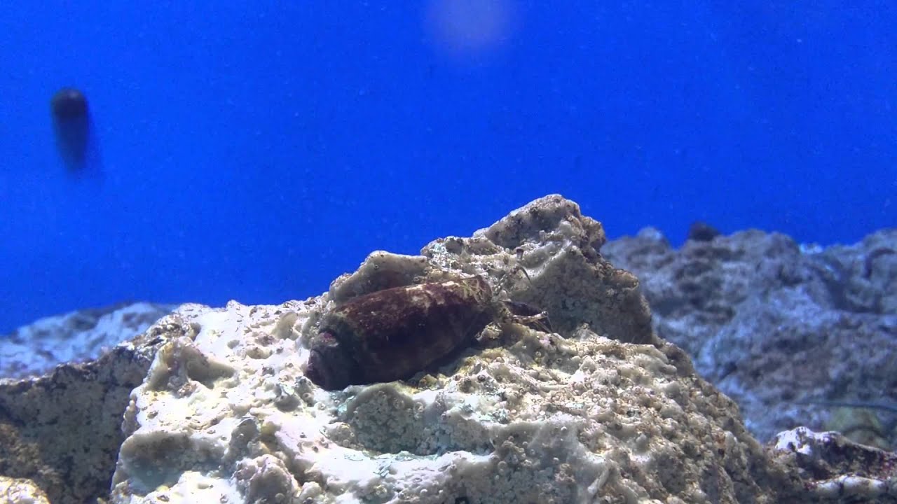 リアル寄生獣「マガキガイ」 Real parasitic beast "conomurex luhuanus" - YouTube