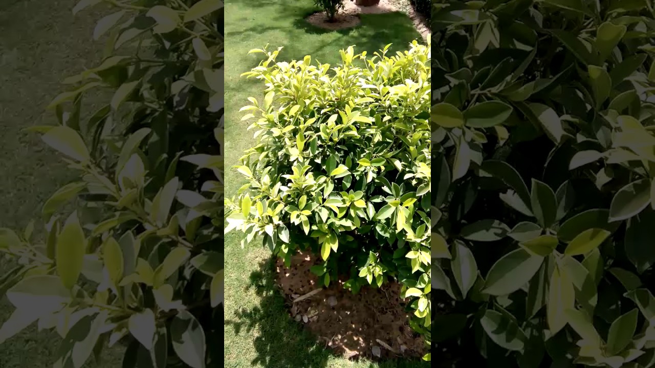 How to grow ficus panda plant - YouTube