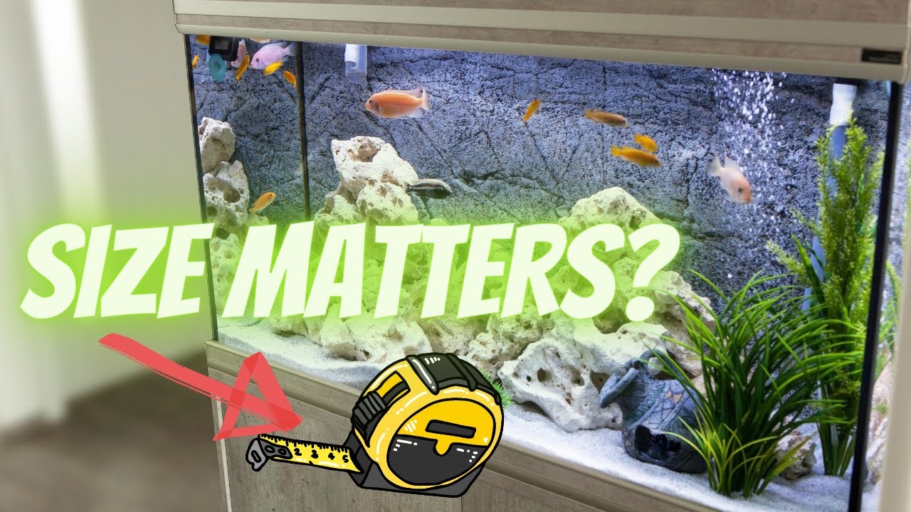 What is the best size aquarium? (For all Fish) - YouTube
