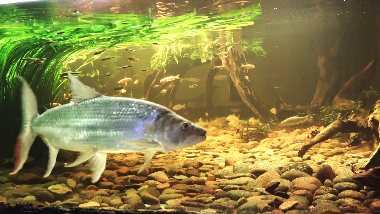 big goliath tigerfish striking - YouTube