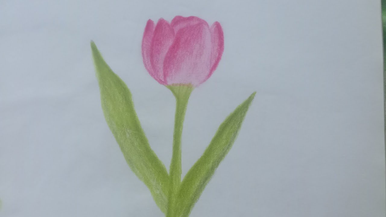 How to draw a flower|Tulips|Phool banane ka tarika|Easy flower drawing ...