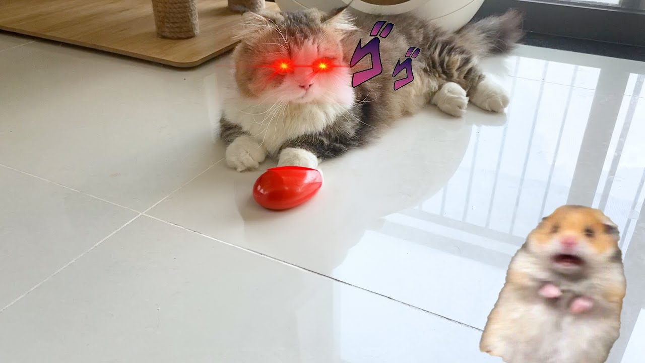 BEST funny videos of ANIMALS - FUNNIEST moment of DOGS and CATS 2024 ...