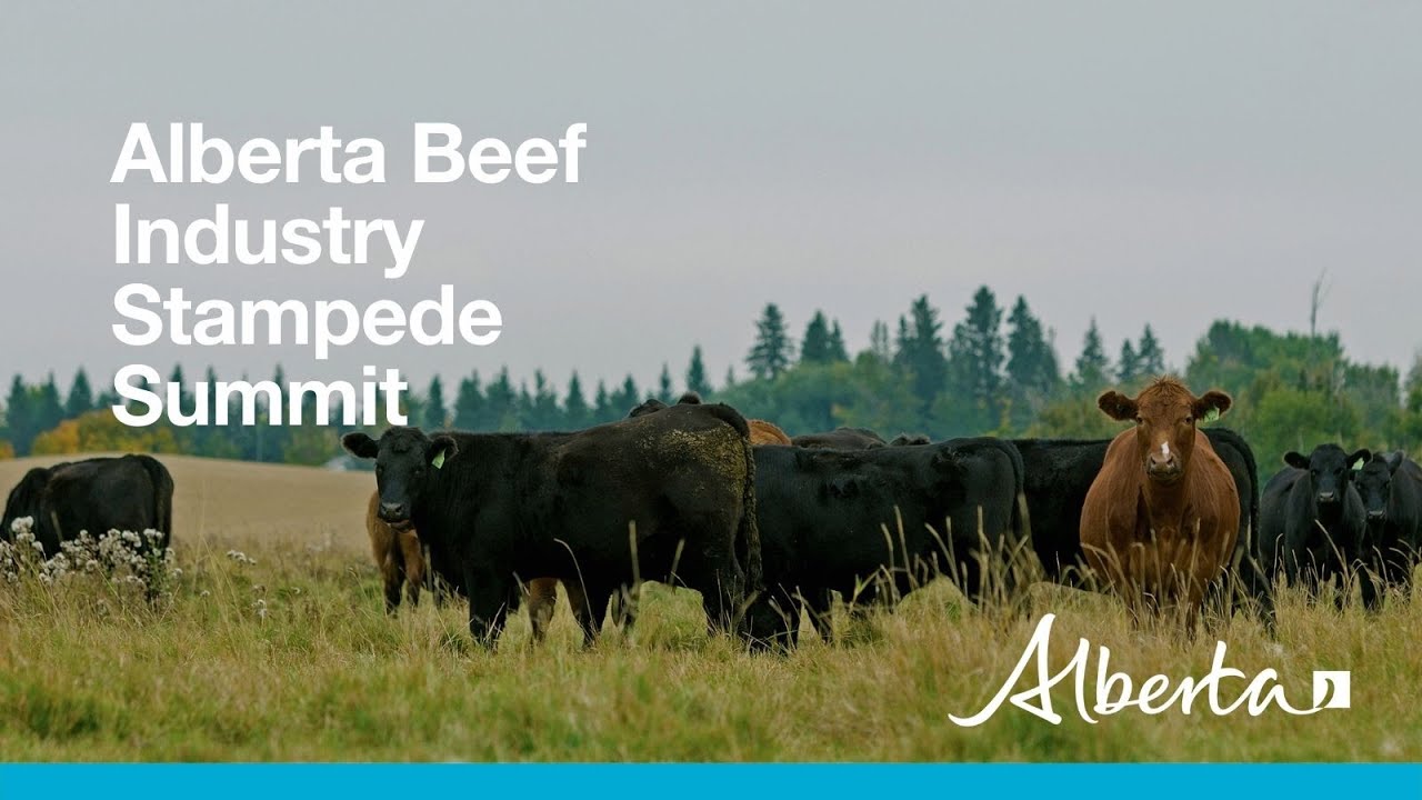 Alberta Beef Industry Stampede Summit - YouTube