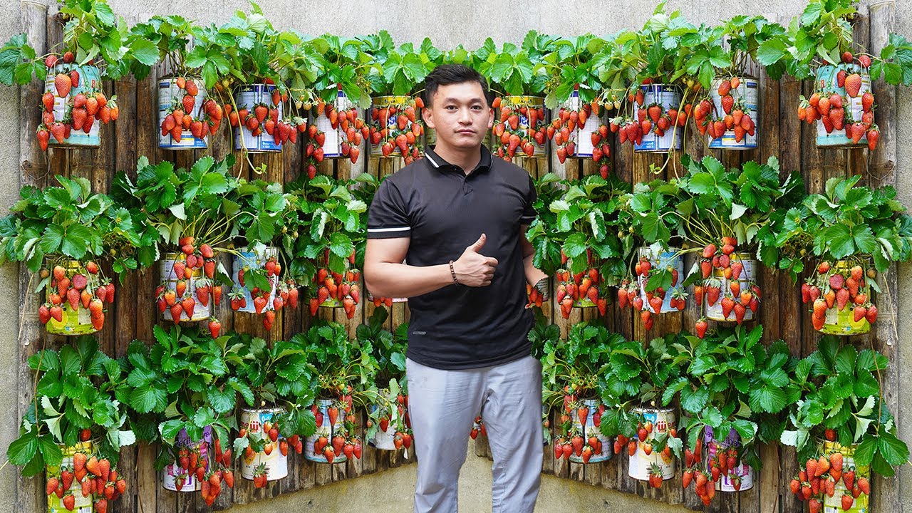 Strawberry Garden Ideas Amazing DIY Strawberry Planter Large Or Small