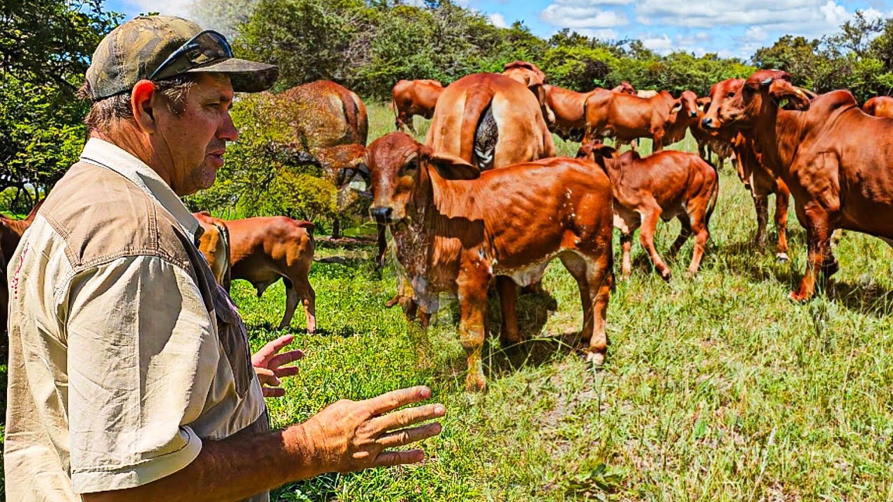 Inside Philip Reed's Cattle Farm in Zimbabwe. A Prominent Thuli and ...