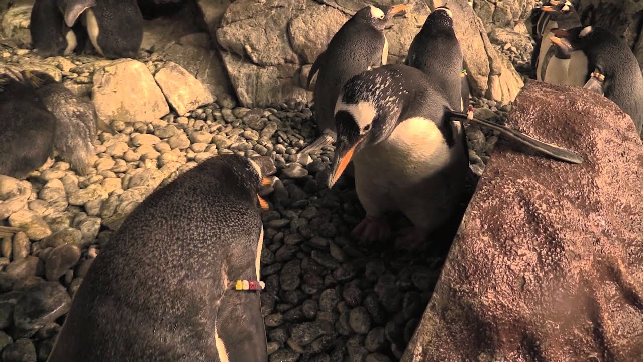 Penguin Series: Part 3 | SeaWorld San Diego - YouTube