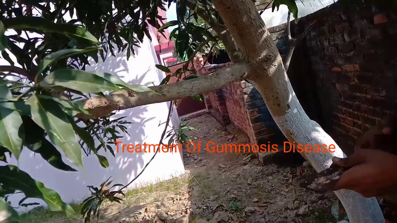 Treatment Of Gummosis in Mango Tree - YouTube