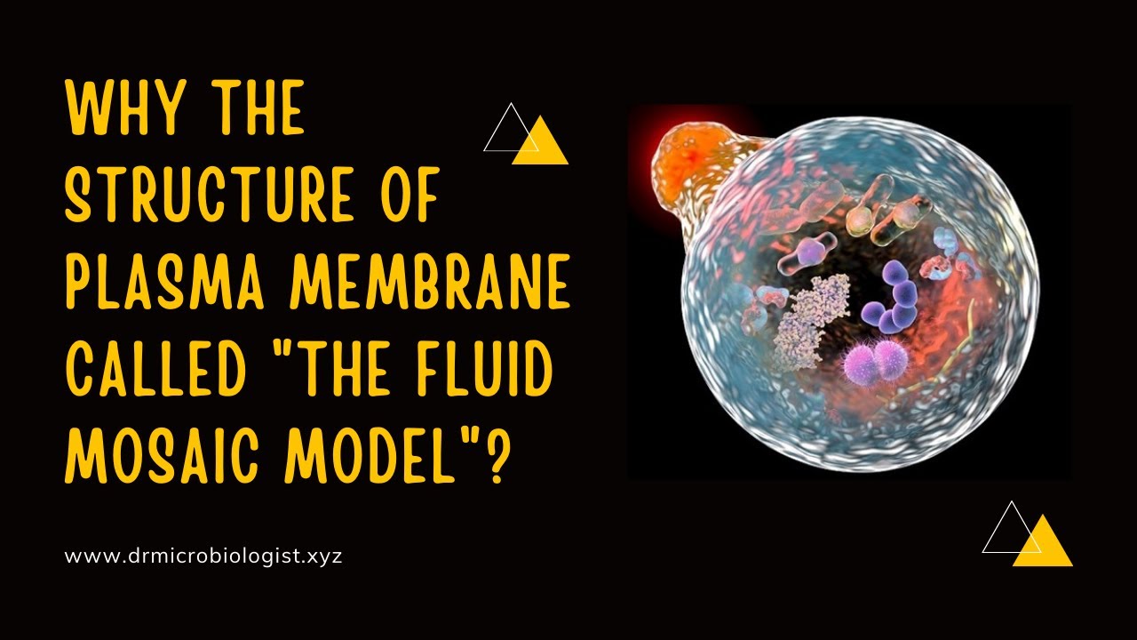 Why the structure of plasma membrane called "Fluid Mosaic model"? - YouTube