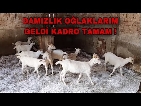 10 TANE DAMIZLIK SAANEN OĞLAK ALDIM | KEÇİ İŞİNE GİRİYORUM