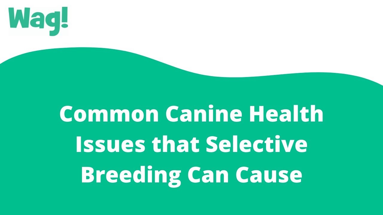 Common Canine Health Issues that Selective Breeding Can Cause | Wag! - YouTube