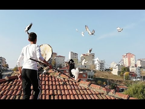 Çocukların Güvercinleri Mermi Gibiydi - Kanat Çırpan Gökyüzünü Boyladı
