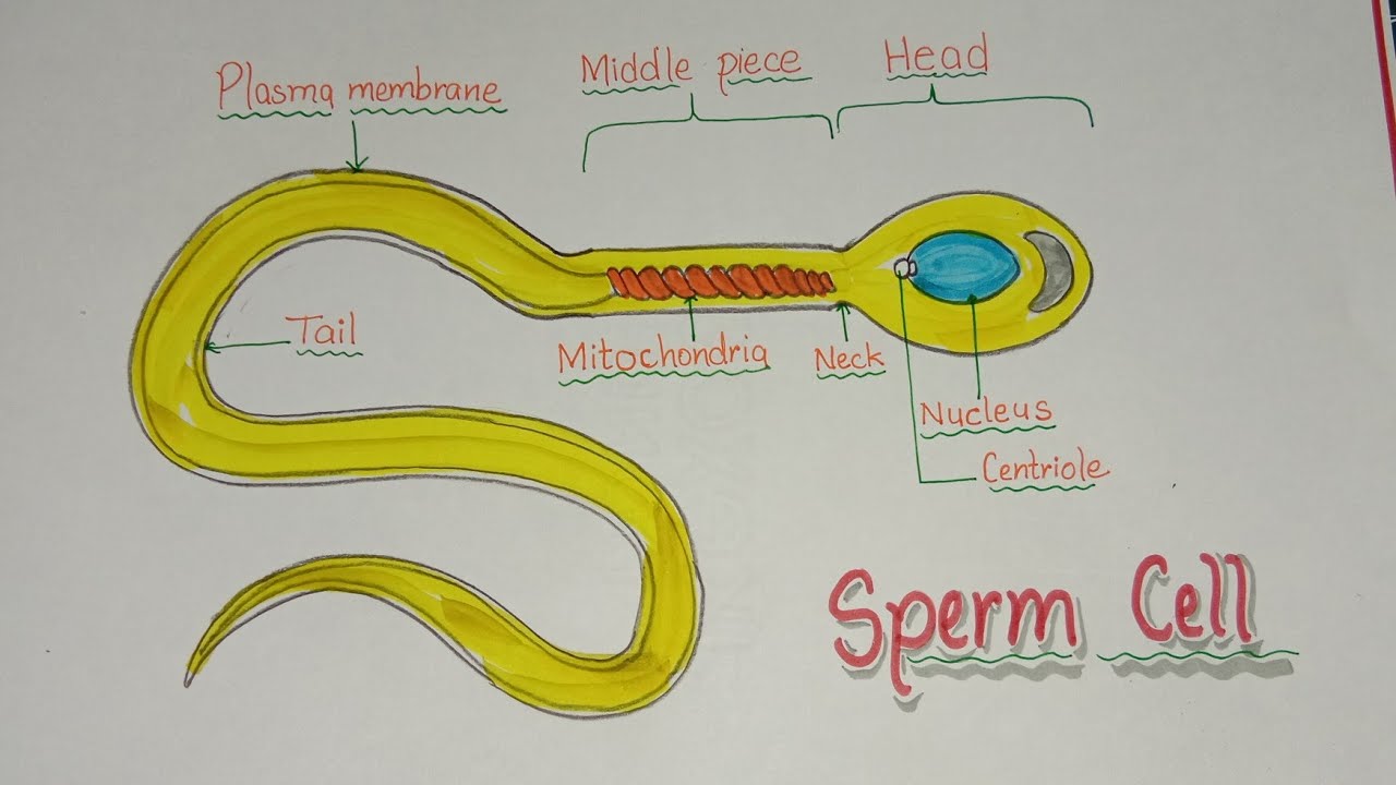 How to draw Sperm cell / Sperm cell drawing step by step / शुक्राणु ...