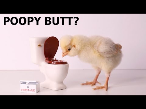 How To Treat Pasty Butt on a Chick - Poop Stuck to Baby Chickens Bottom ...