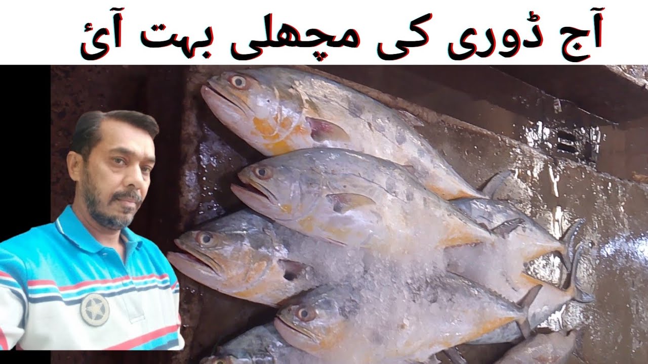 we got a large quantity of dori fish today - YouTube