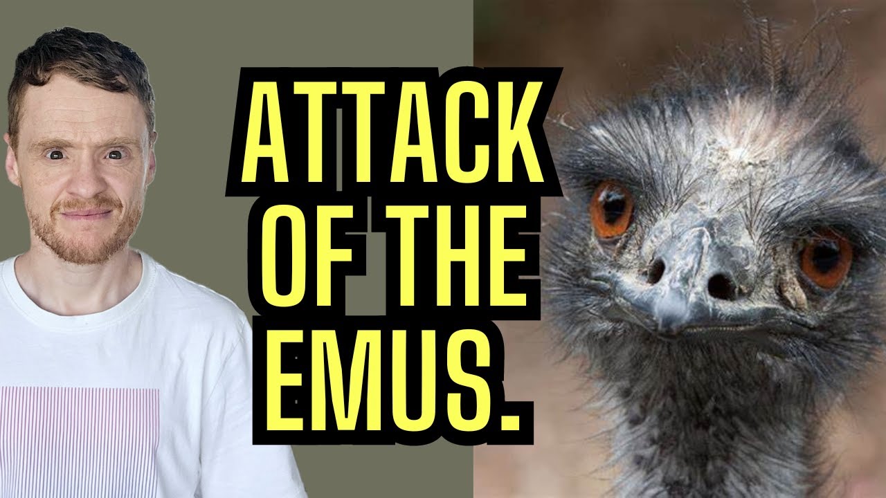 Attack of the emus... - YouTube