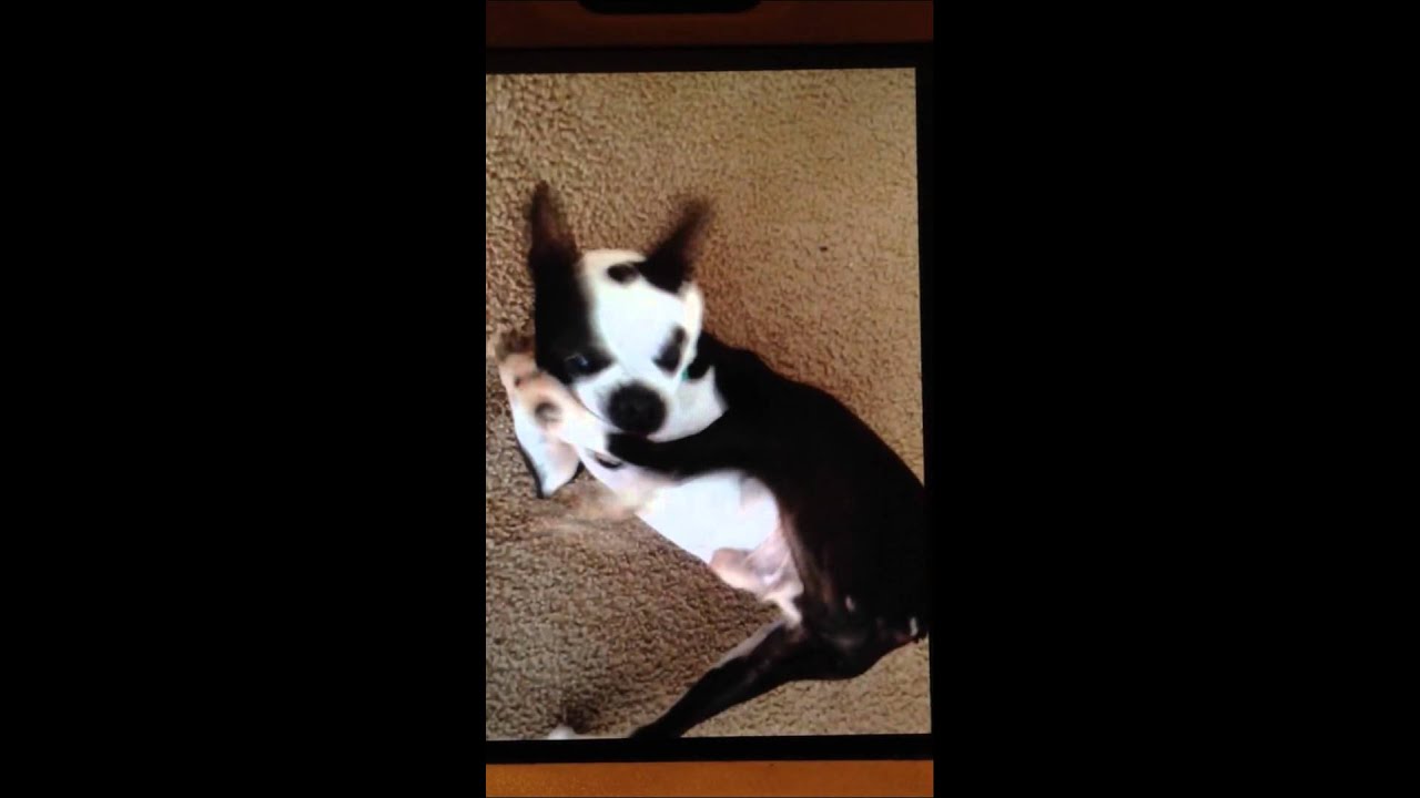 spastic dog eats his own leg - YouTube