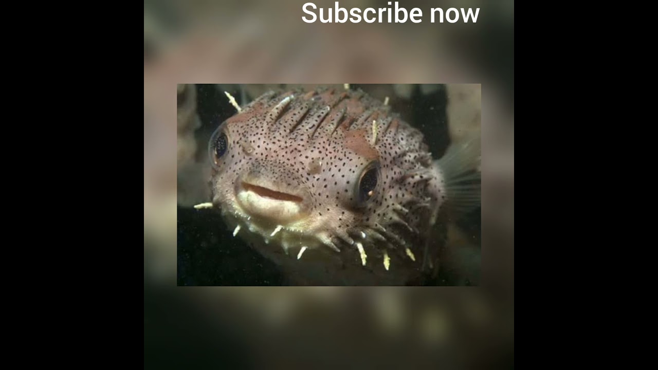 maga palamu Oscar fish - YouTube