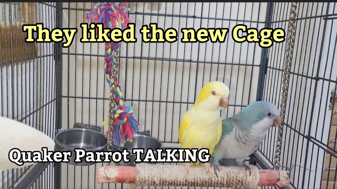 Baby Quaker Parrot is Happy | Talking Quaker Parrot | Quaker Parrot ...