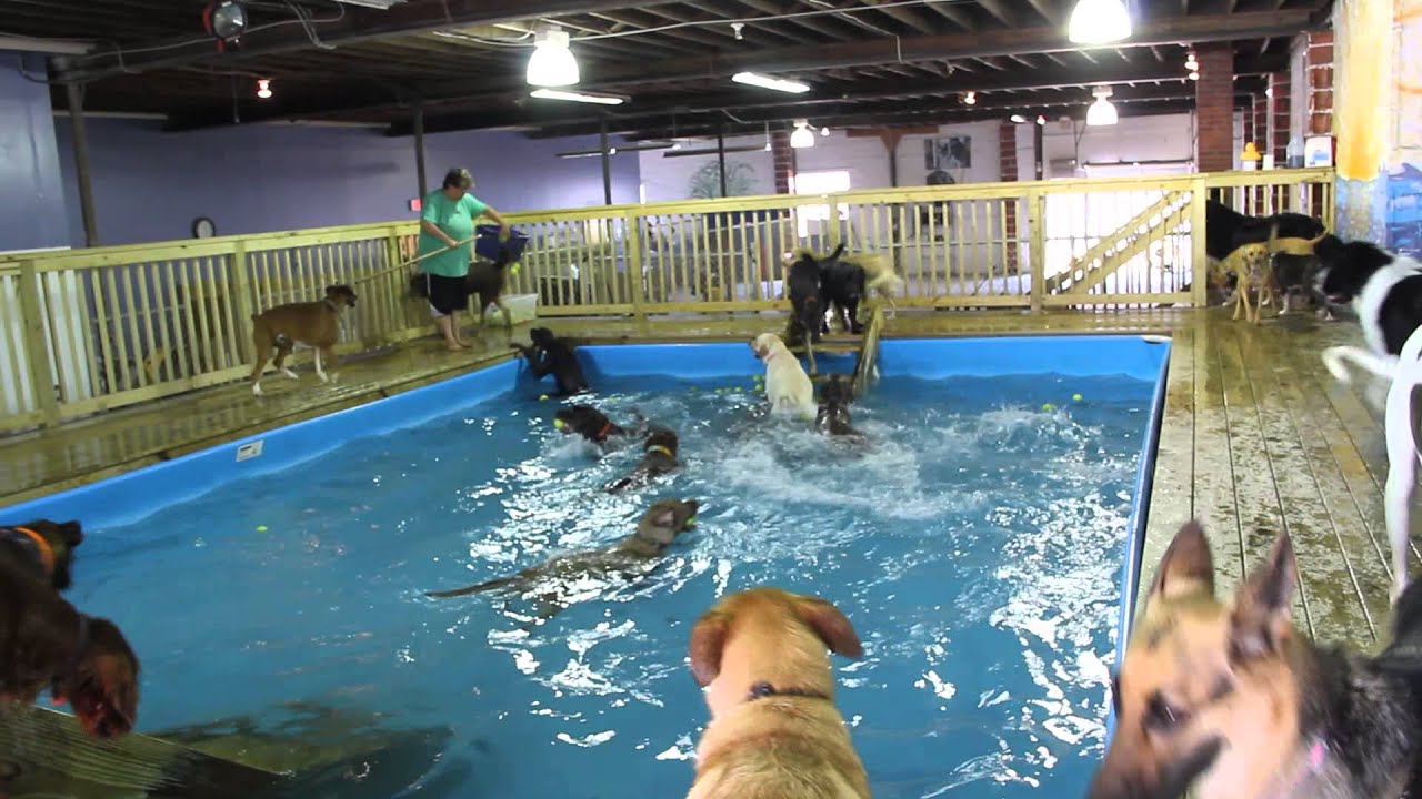 Dog Days of Summer Pool Party - YouTube