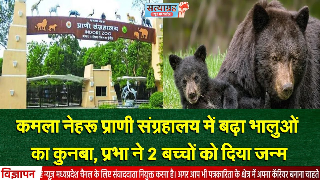 इंदौर - कमला नेहरू प्राणी संग्रहालय में बढ़ा भालुओं का कुनबा, प्रभा ने ...