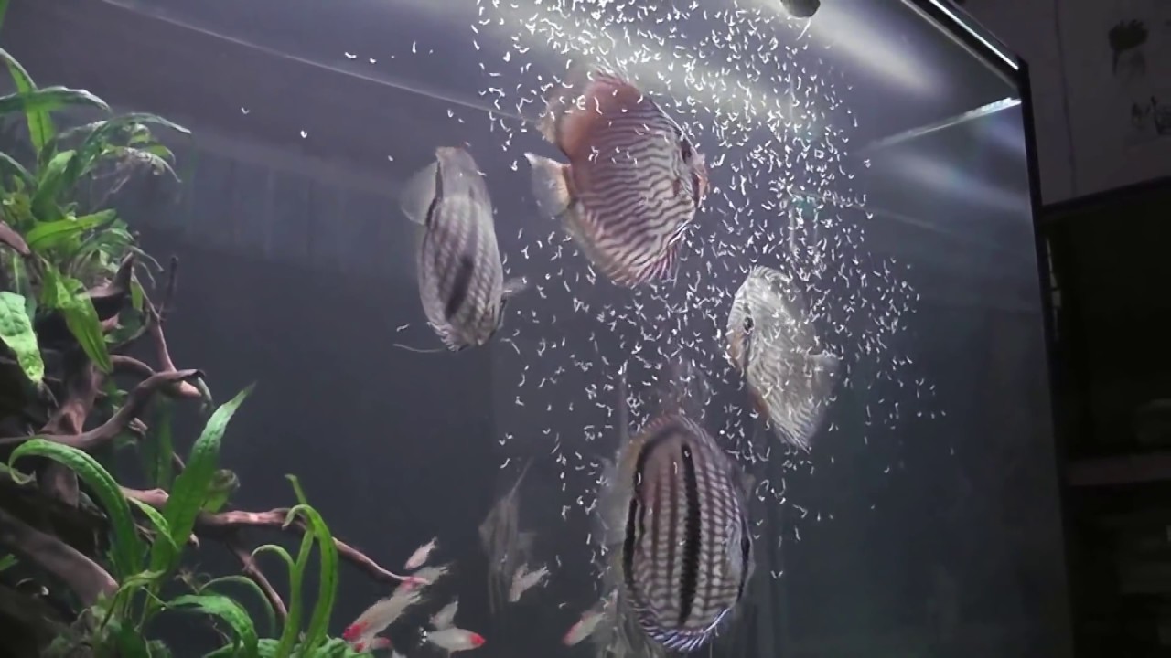 Altum Angel - Pt. altum Wildfänge vom Rio Ventuari - YouTube