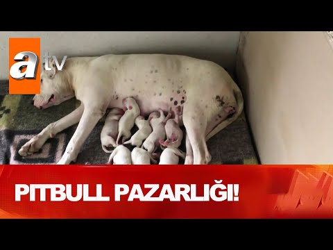 Pitbull pazarlığı! - Atv Haber 16 Ekim 2020