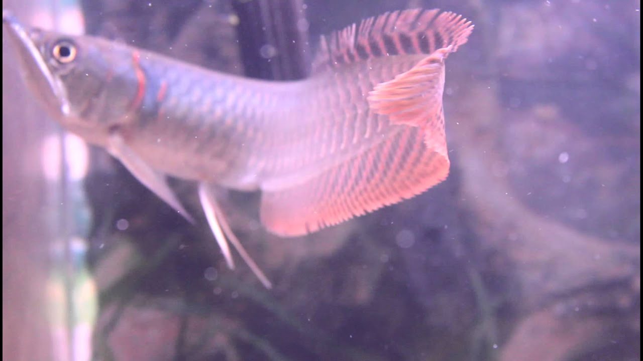 Colorful silver baby Arowana - YouTube