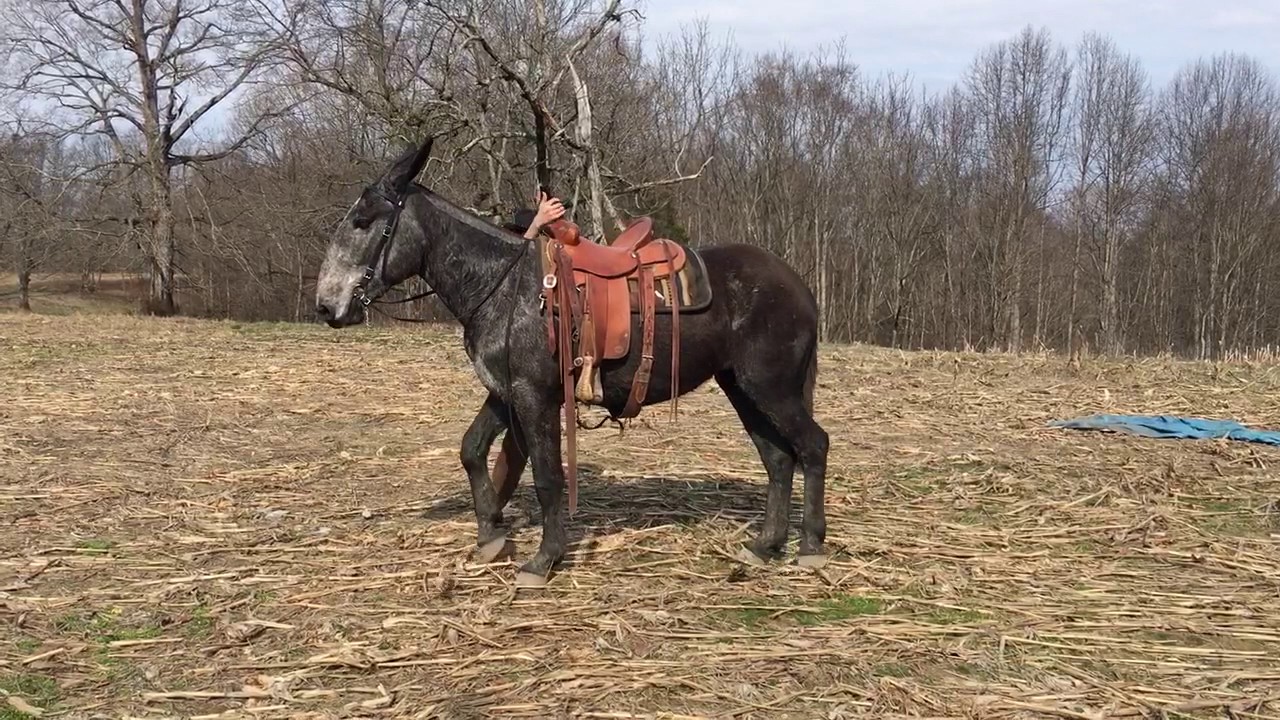 Speck !!! Percheron Molly mule for sale. Must see. Mount and dismount ...