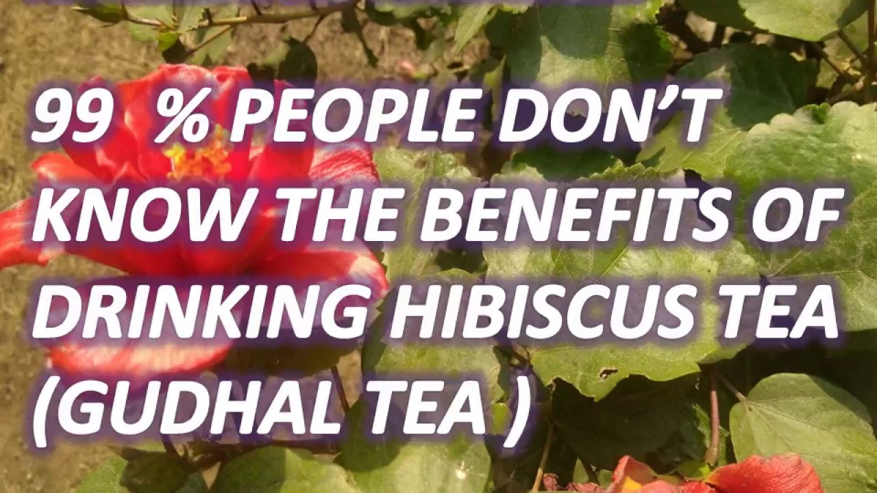 99 % PEOPLE DON’T KNOW THE BENEFITS OF DRINKING HIBISCUS TEA (GUDHAL ...
