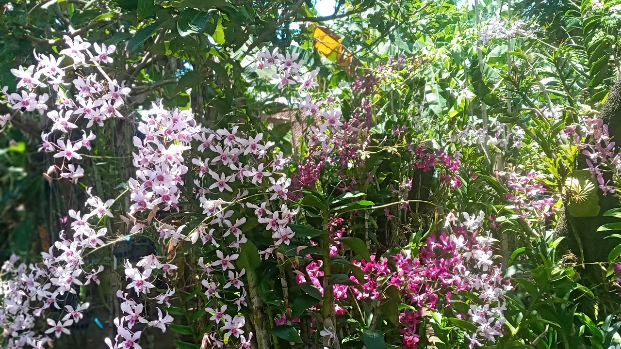 Live Anggrek Dendrobium Jadulan Caesar Purple ,Azima No Id!! - YouTube