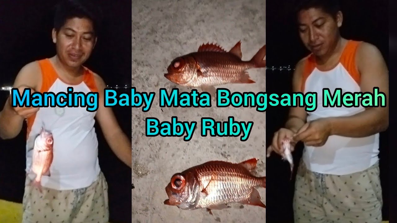 Mancing Baby Mata Bongsang Merah/Baby Ruby di Pelelangan Ikan - YouTube