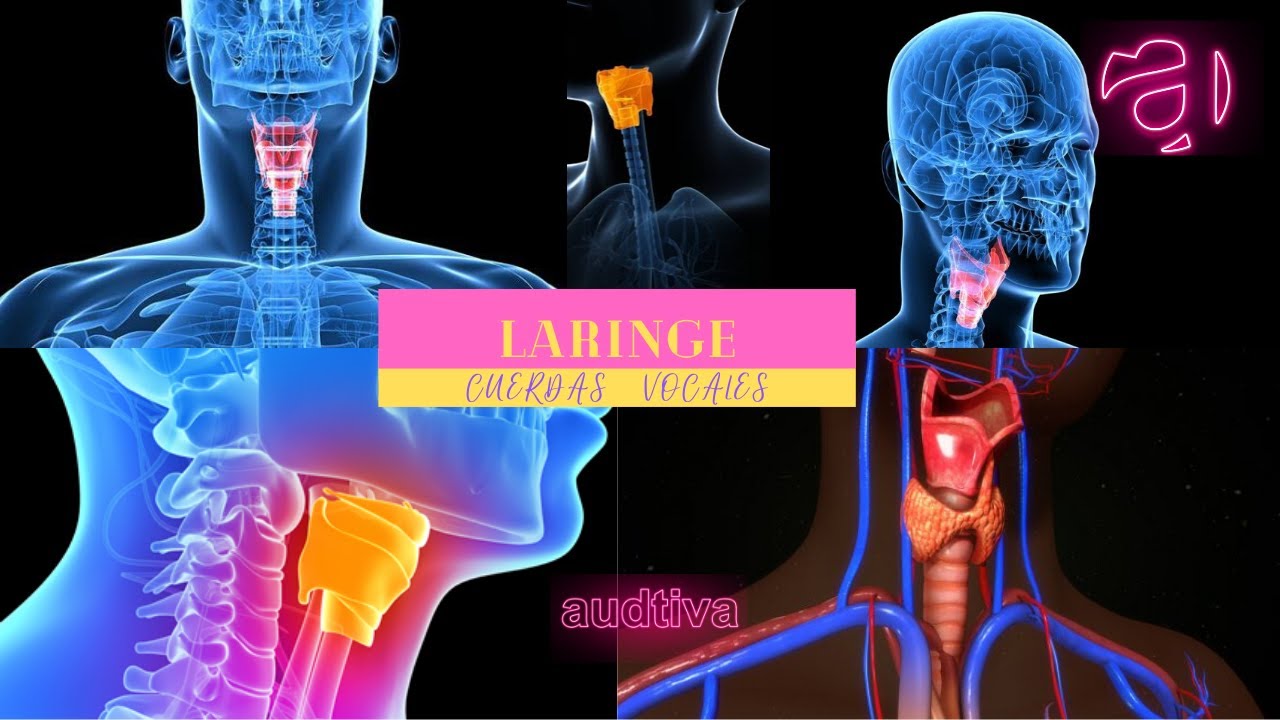 LARINGE / CUERDAS VOCALES / ÓRGANOS DE LA FONACIÓN. - YouTube