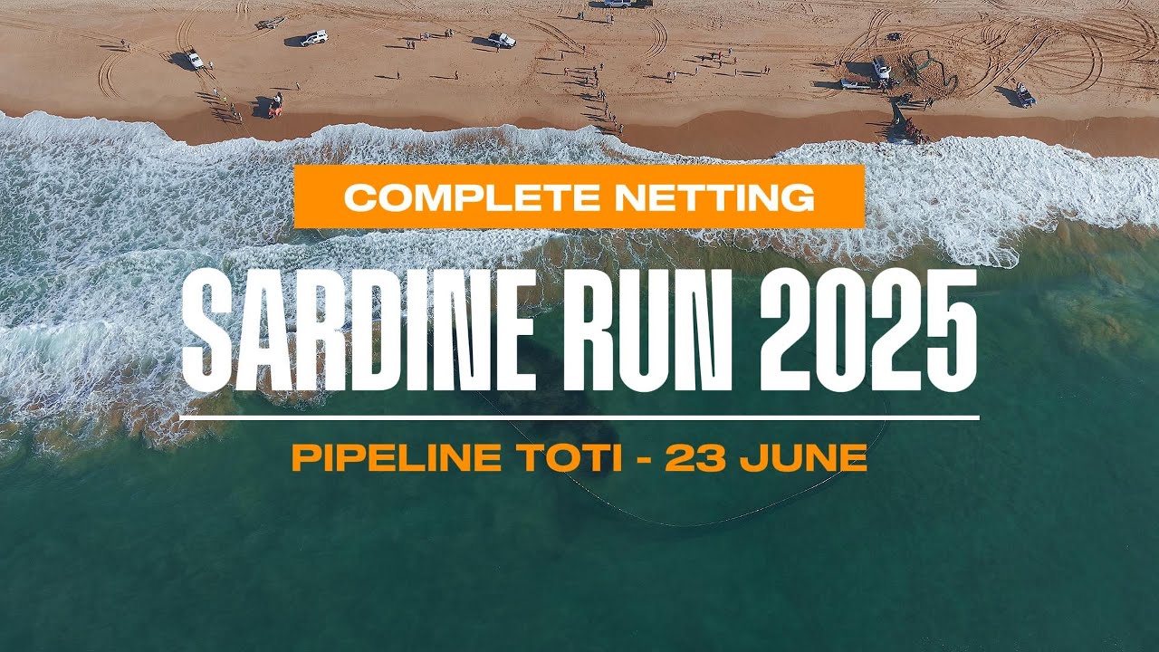 Sardine Run 2025 | Pipeline Toti Beach | Full Sardine Netting Sequence ...