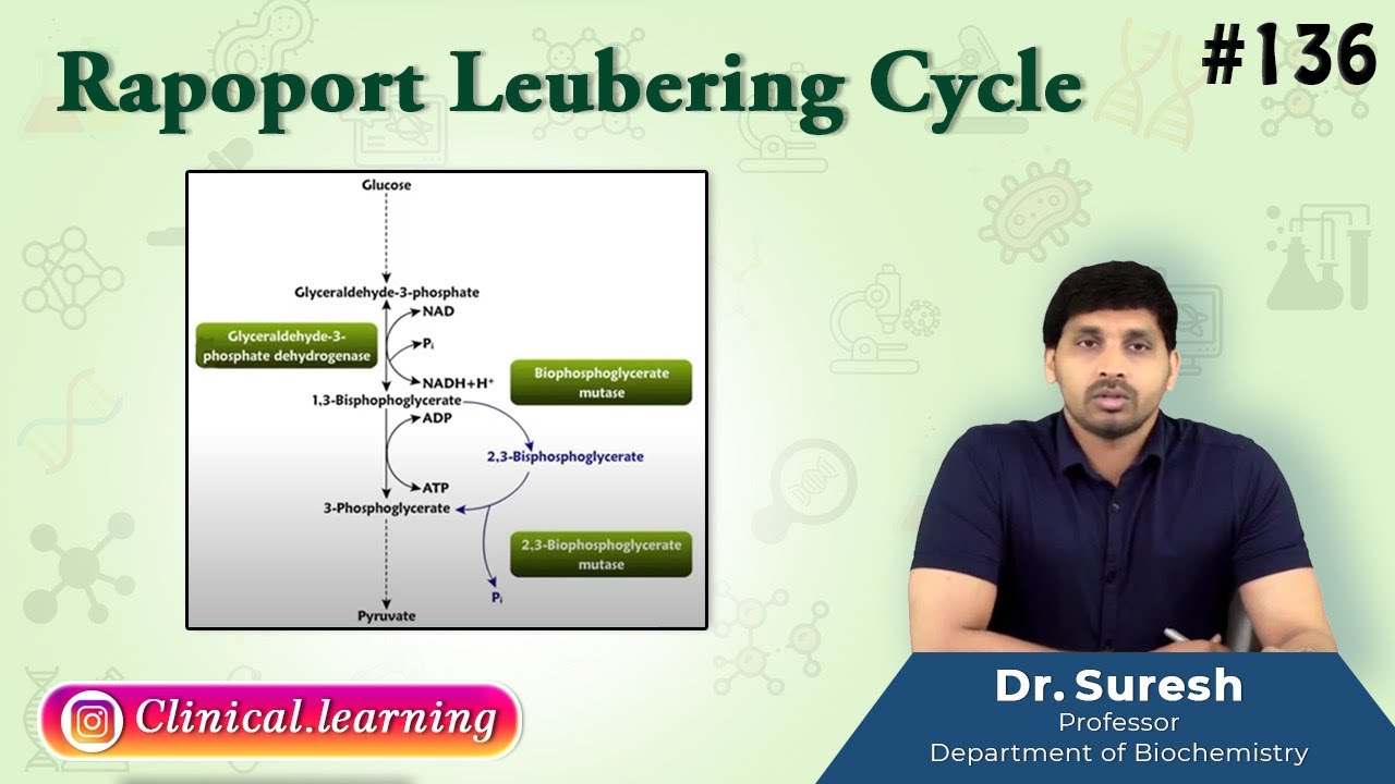 136. Rapoport Leubering Cycle - YouTube
