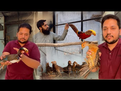 Red Golden Pheasant, Mandarin Ducks, Jungle Fowl Hen Hatching Eggs ...