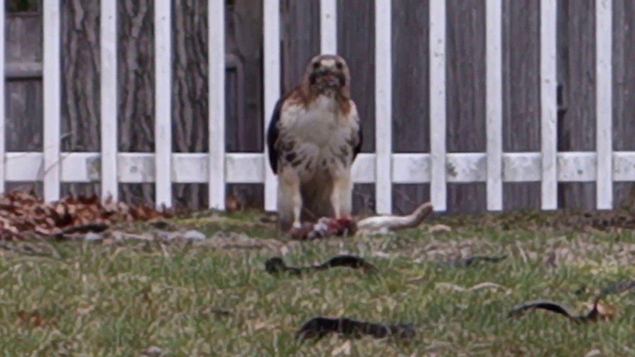 Red Tailed Hawk - Rabbit - YouTube