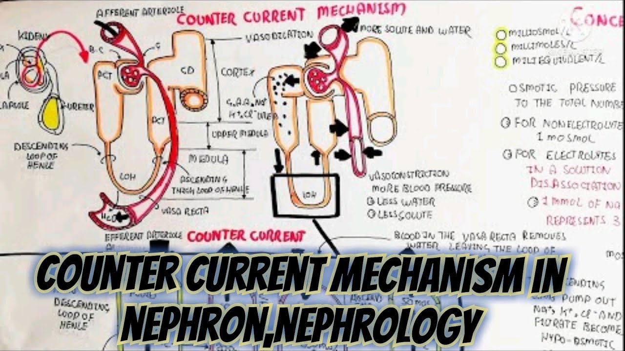 counter current mechanism in nephron,nephrology @umerfarooqbiology7083 ...