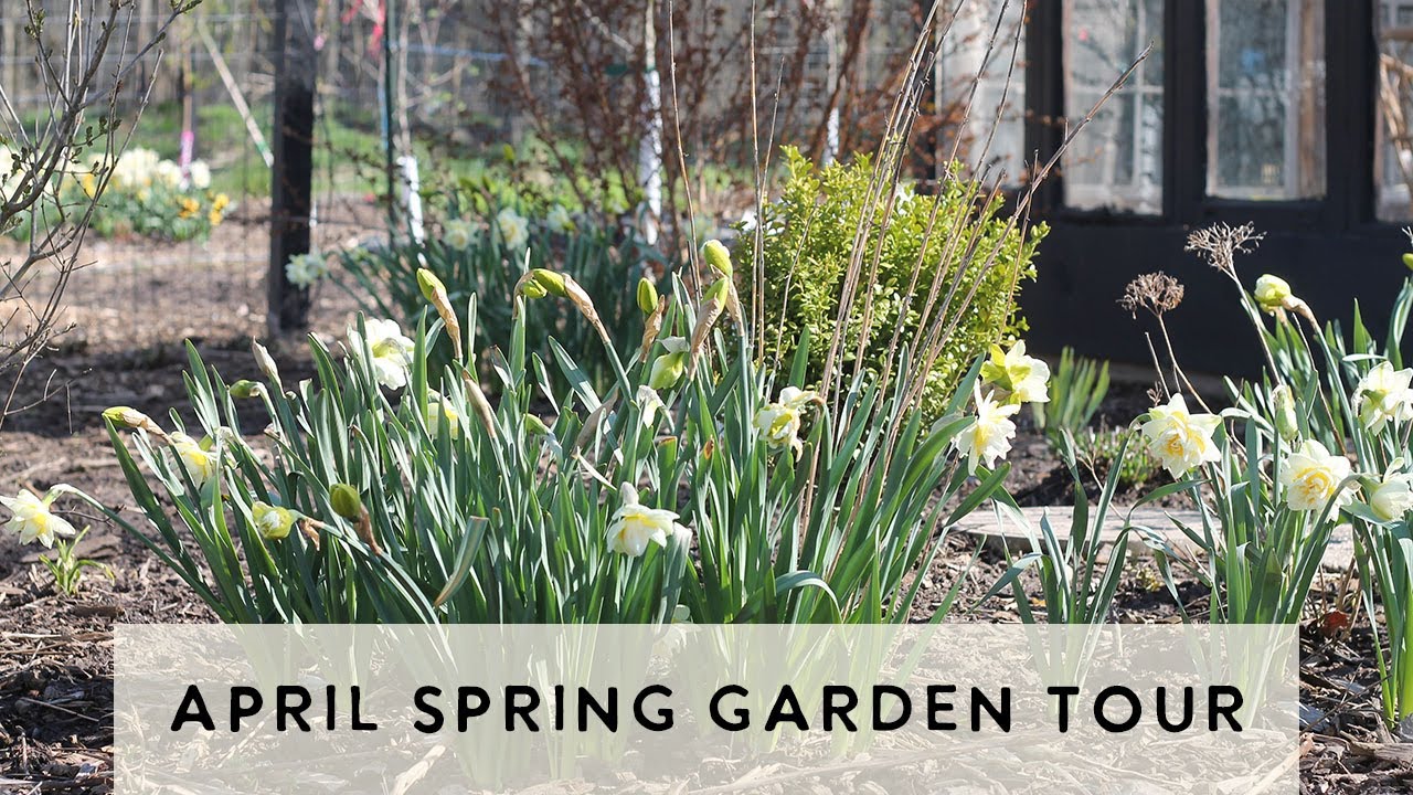 Mid - April Spring Garden Tour || daffodils are the highlight of the ...