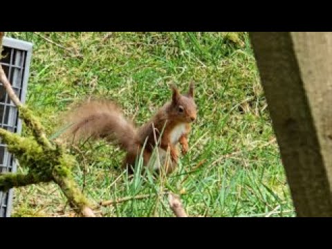 The red squirrels of Snaizeholme - YouTube