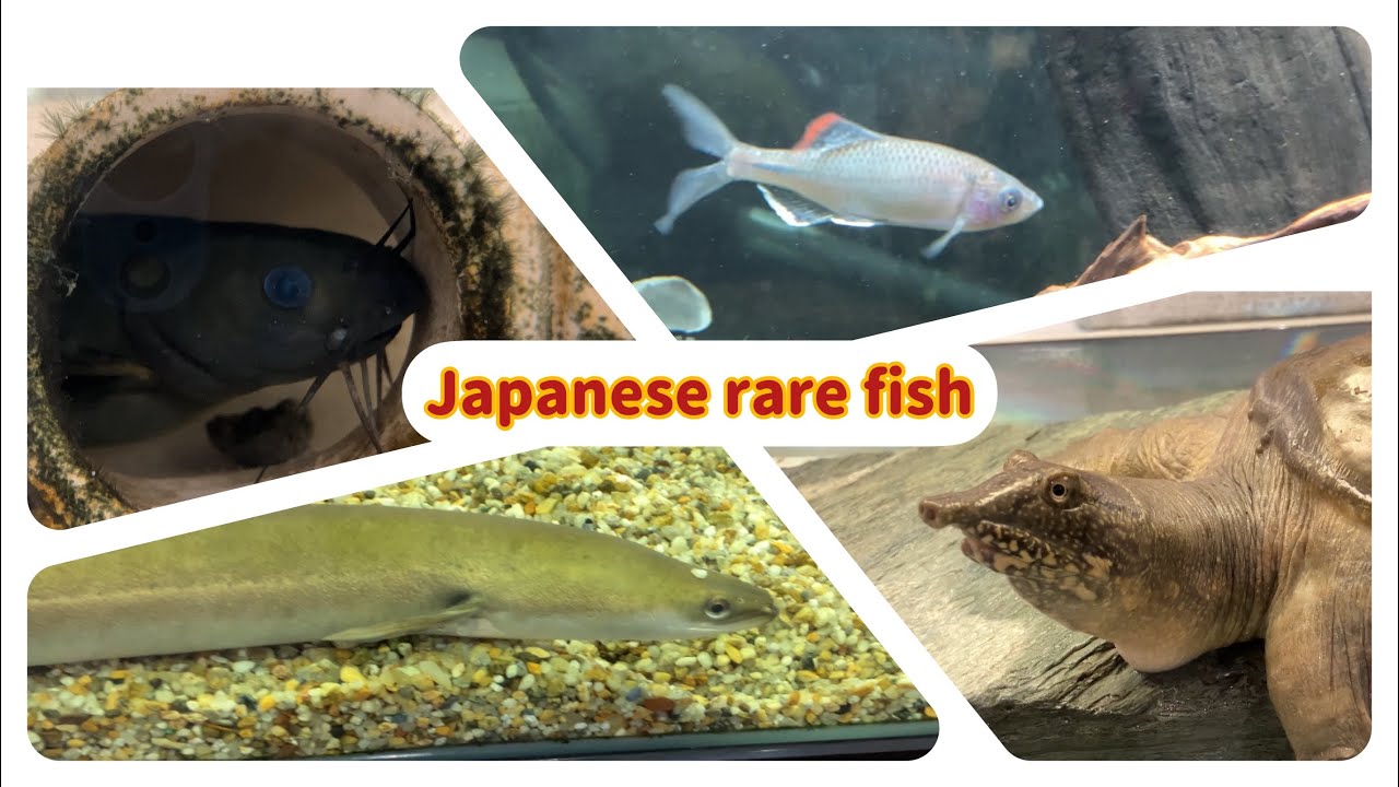 I observed rare Japanese fish in a small aquarium! - YouTube