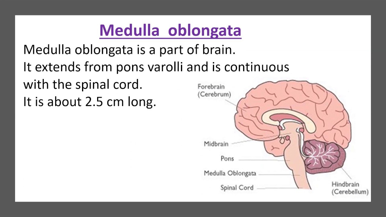 Human Anatomy And Physiology Functions Of Medulla Oblongata Youtube