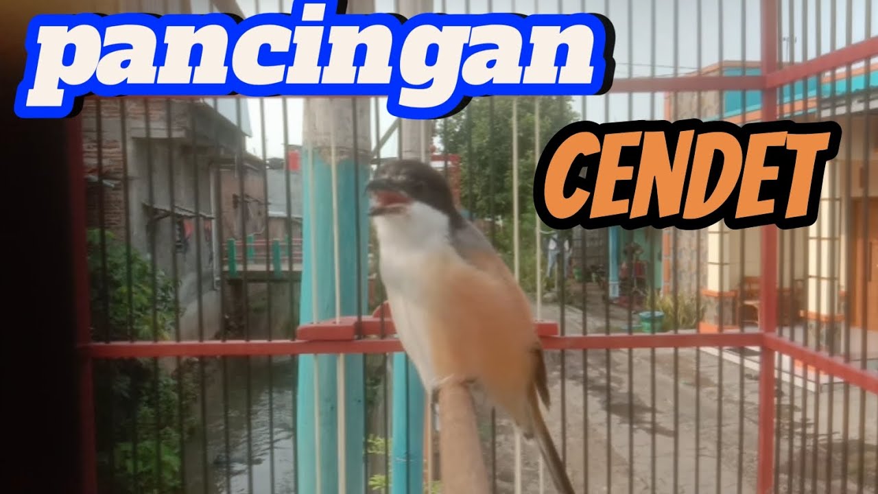 burung cendet ajaran gacor buat pancingan cendet bahan lain biar ikut ...