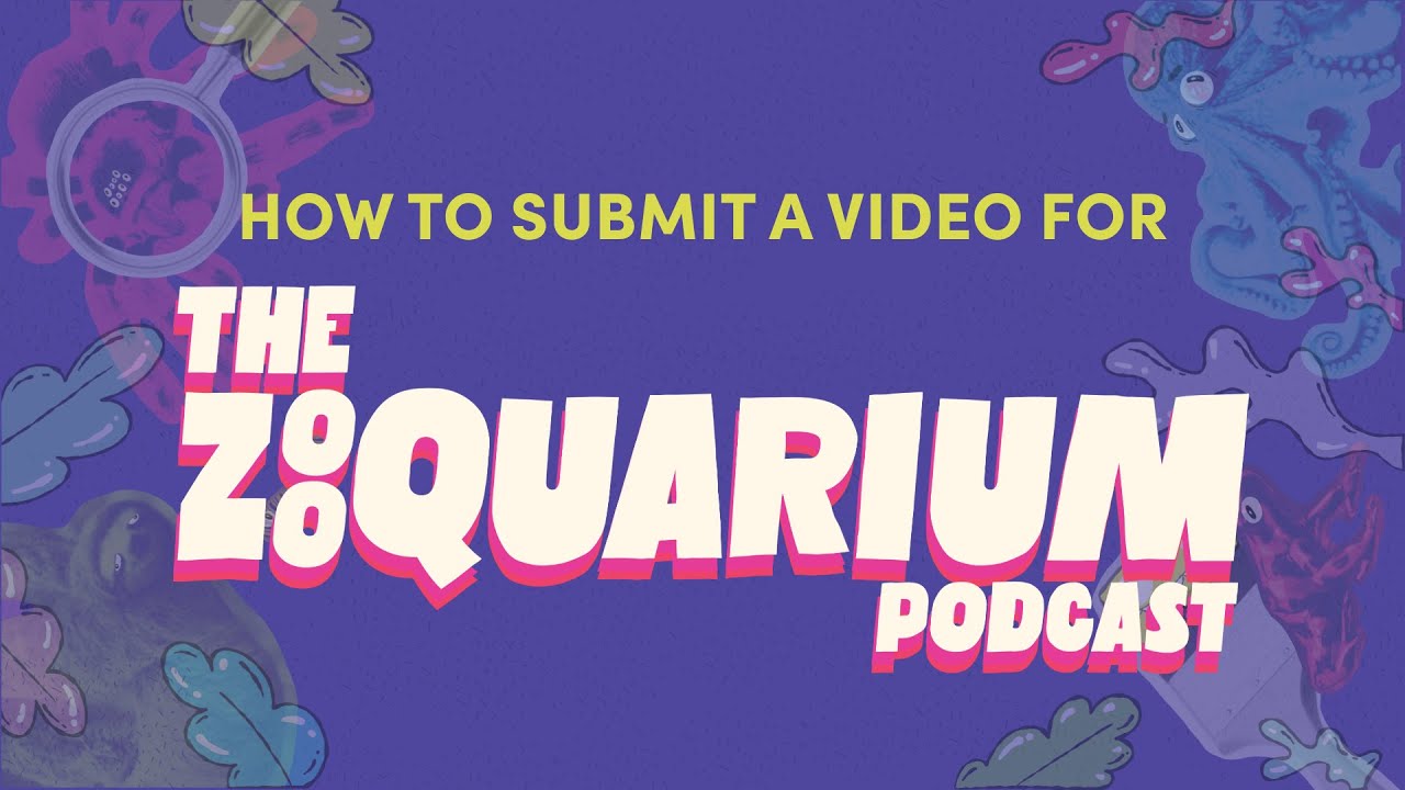 How to Submit a Video for THE ZOOQUARIUM PODCAST - YouTube