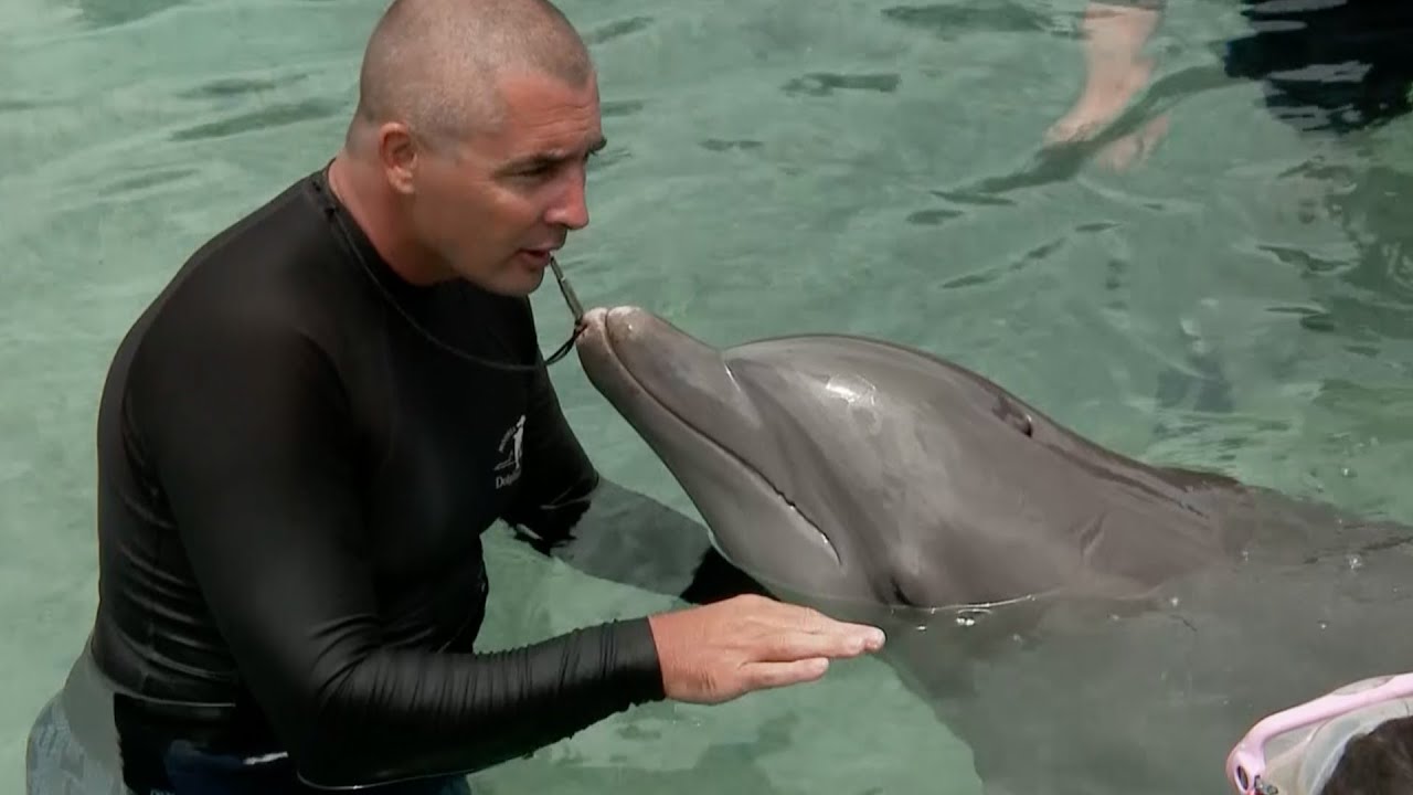 Down Syndrome Dolphin