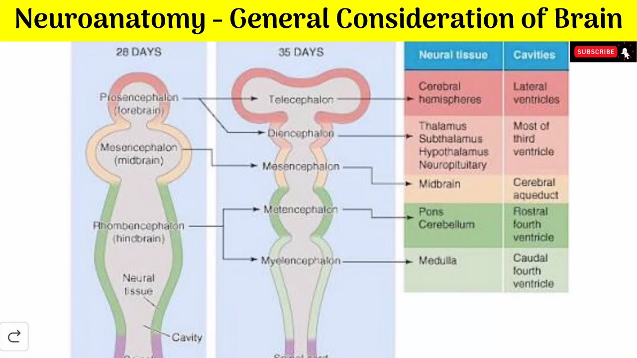General Consideration of Brain | Subdivisions | Cranial Nerves ...