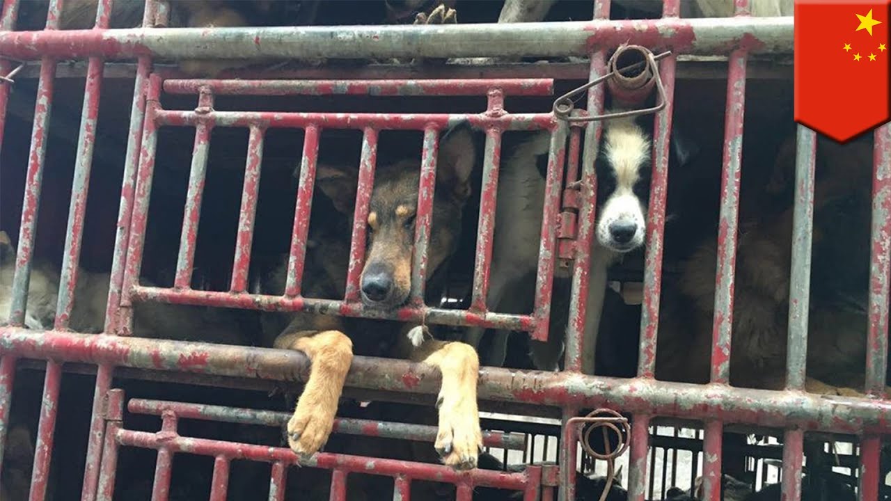 Dog meat in China: 320 dogs saved from slaughter by local Chinese ...