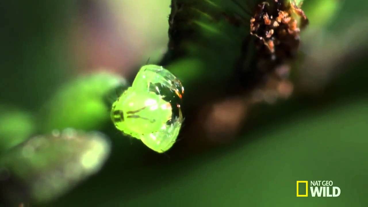 Caterpillar Sound - YouTube