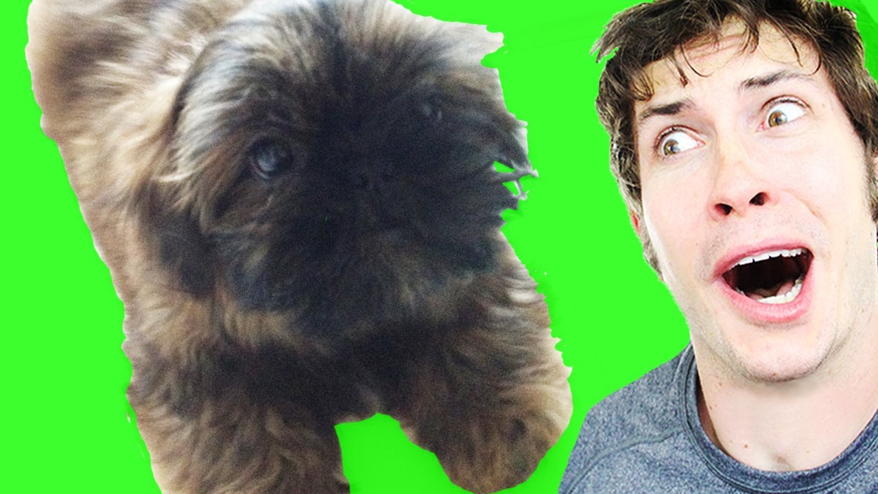 PUPPY SLIDE - YouTube