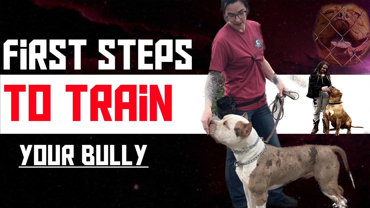 EASY STEPS TO BEGIN TRAINING YOUR BULLY #xlbully #obediencetraining # ...